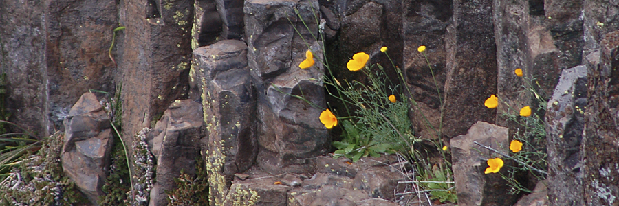 Table Mountain Blooms & Waterfalls - Wild Destinations Photography